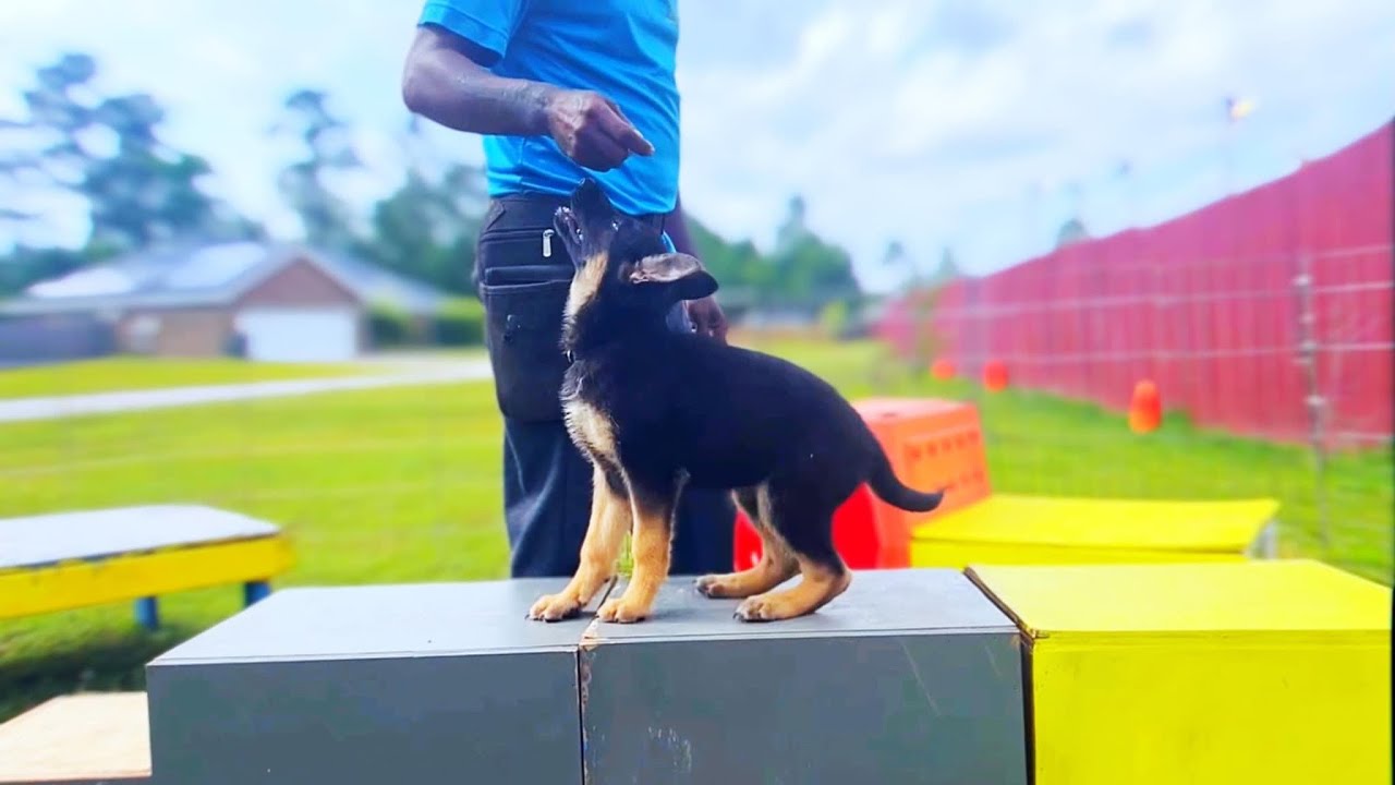 Training 9 Week Old German Shepherd Pup In Agility & Basic Obedience Positions - YouTube