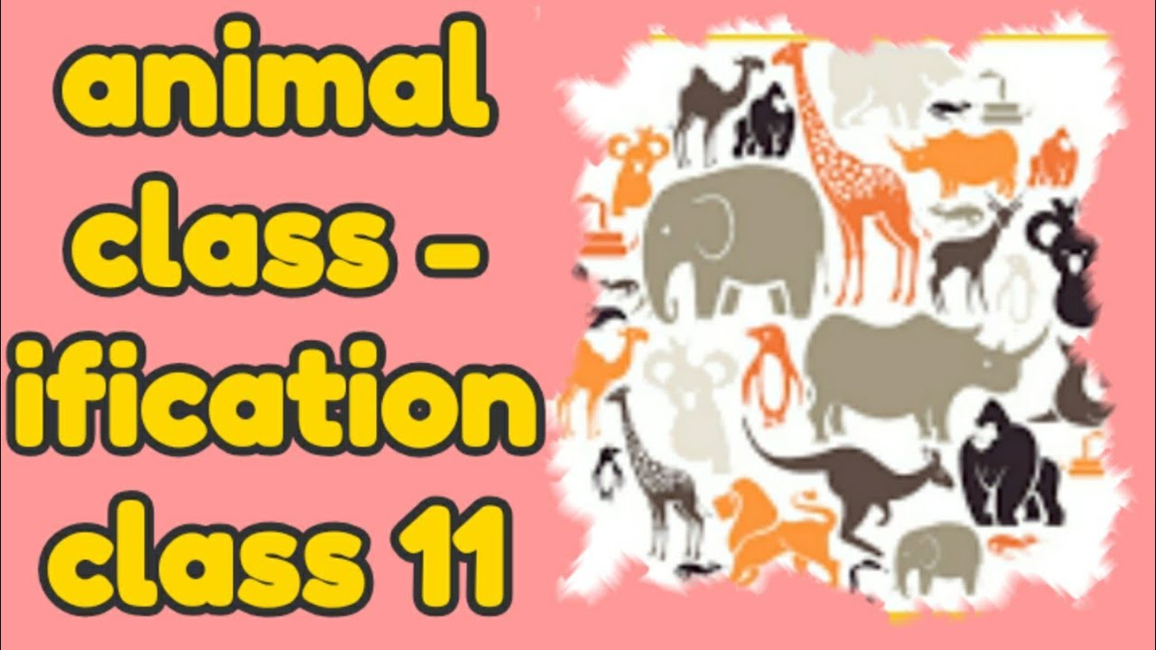 Animal classification | class 11 - YouTube