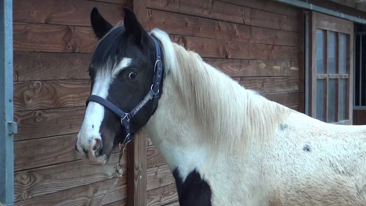 cheval pie à vendre Ecurie Dorianéva Valéric d'Oriane - YouTube