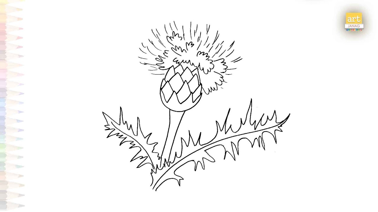 Thistle drawing easy | Outline sketches | How to draw Thistle step by ...