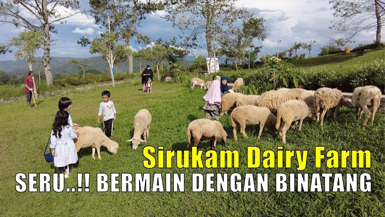 Sirukam Dairy Farm I Mengenal Binatang Untuk Anak | Wisata Edukasi ...
