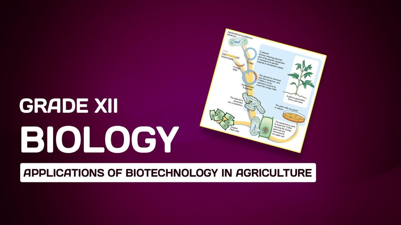CBSE Class XII Biology | Application of Biotechnology in Agriculture ...