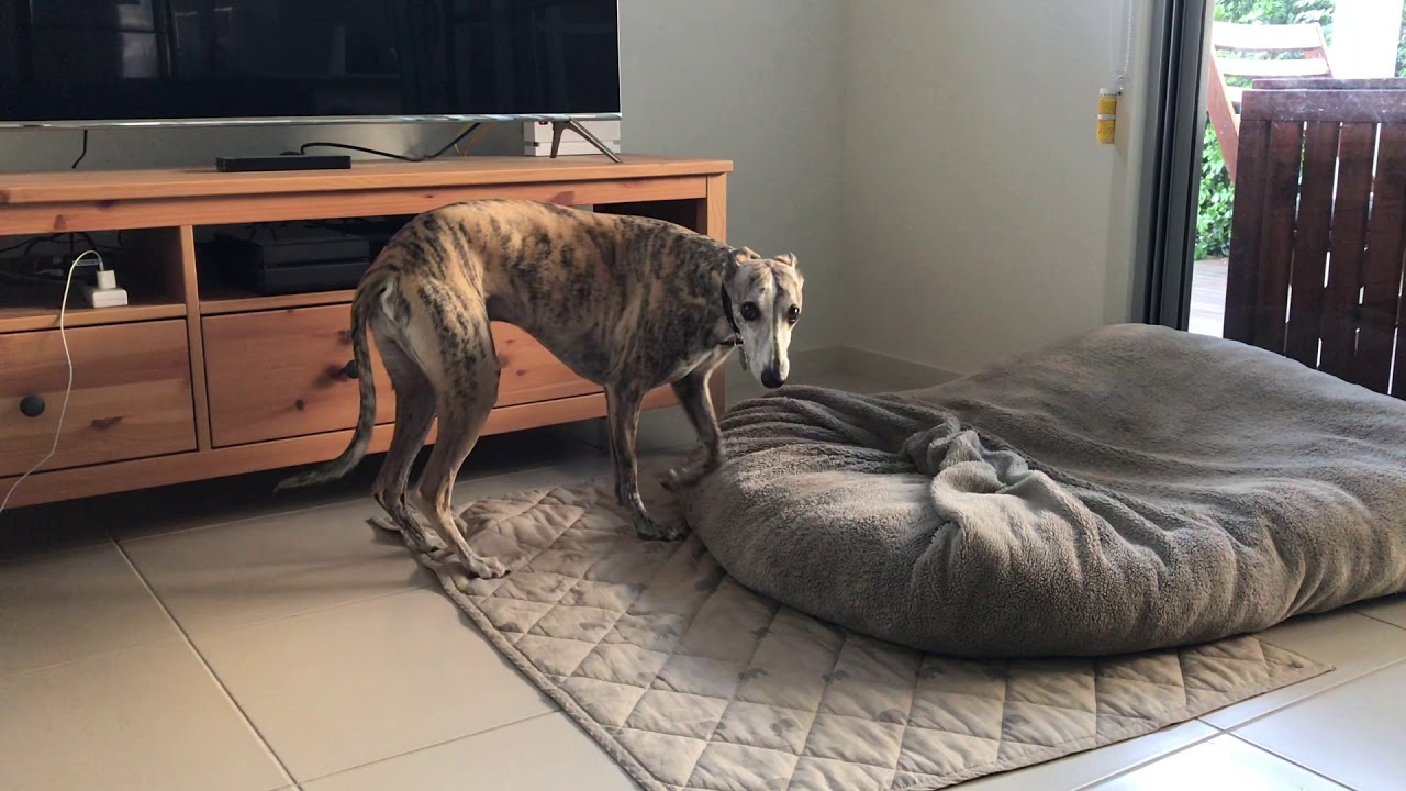 Grumpy Whippet Lost His Ball, Calls for Help - YouTube