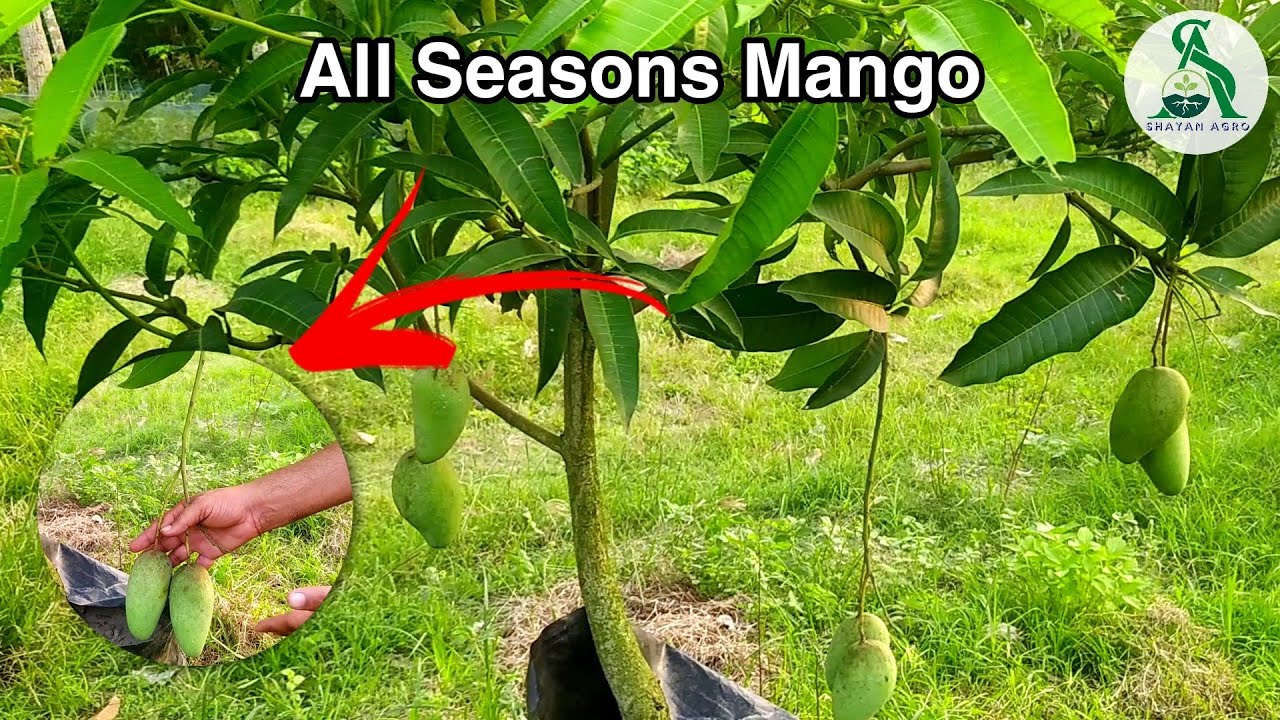 Katimon Sweets Mango Plantation | Pure saal Mango 🥭 ( All Season Mango ...