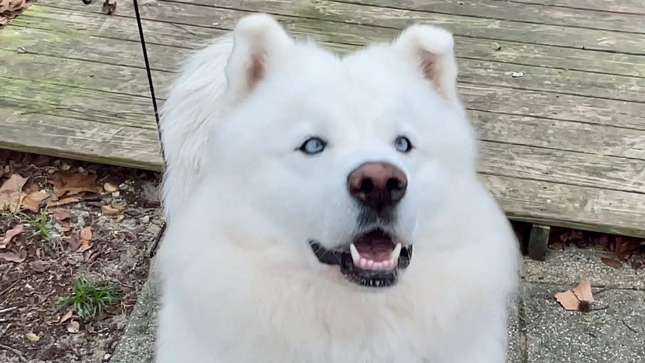 Funny Husky Hops When Barking! - YouTube