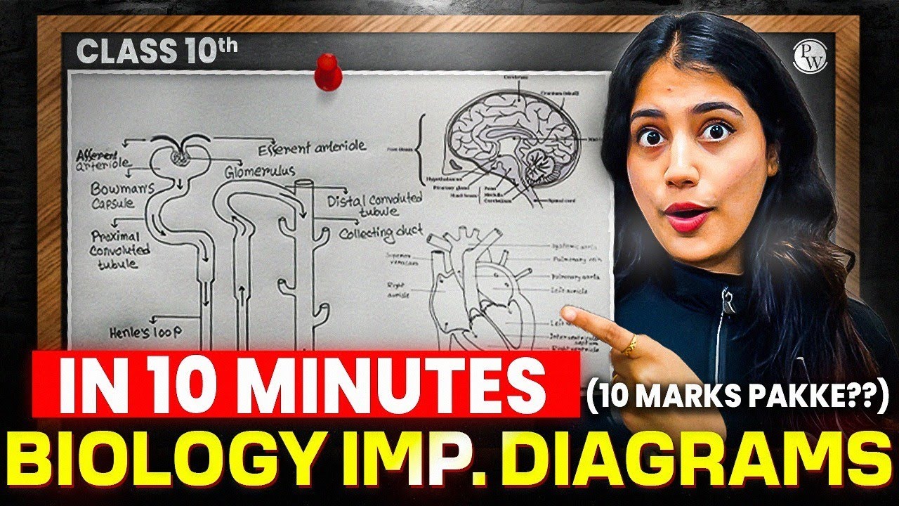 Class 10th Biology Most Important Diagrams In 10 Minutes🔥| Diagram ...