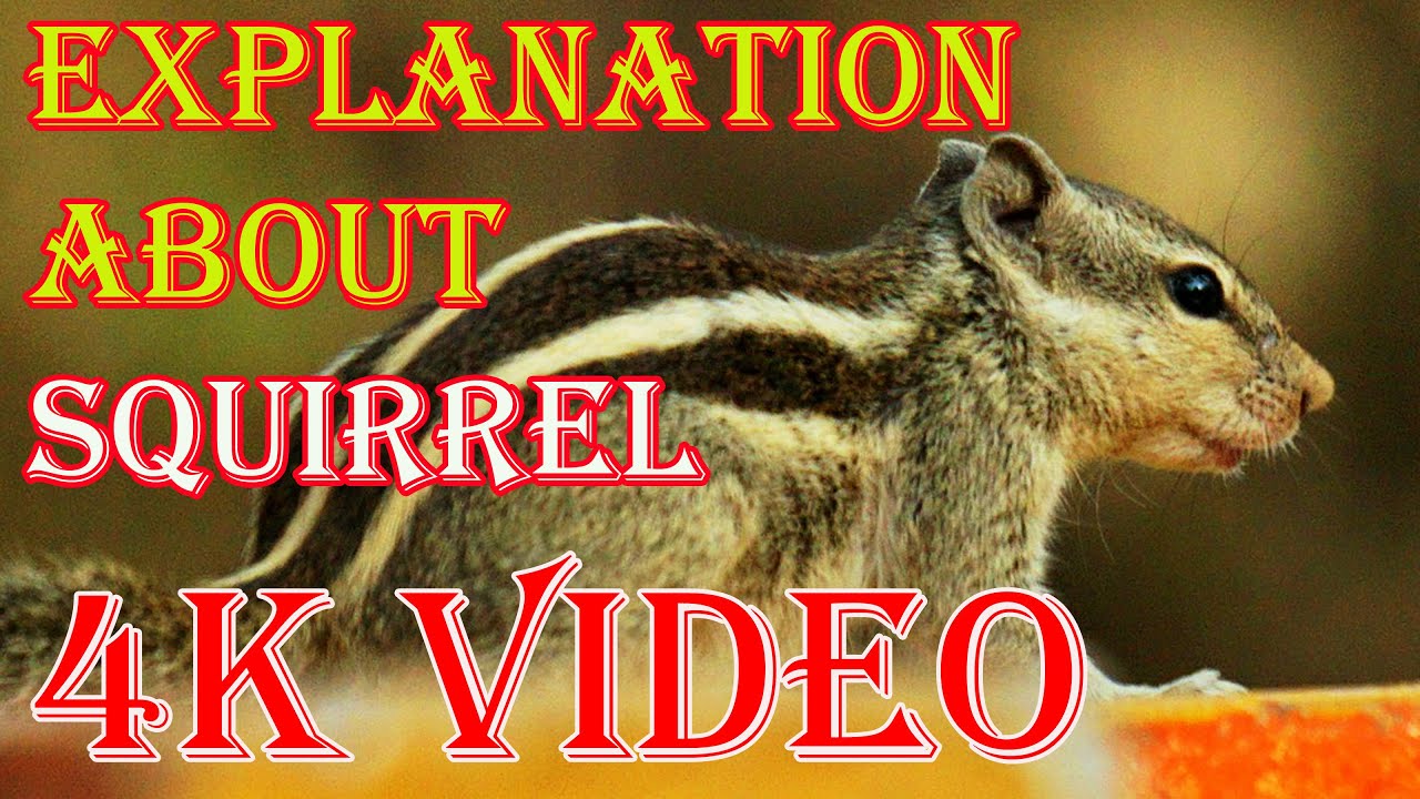 Squirrel Video 4k - YouTube