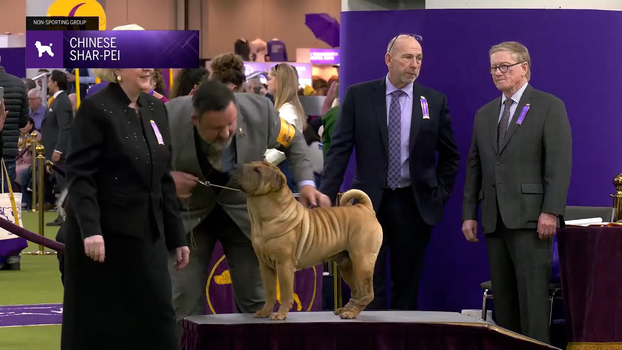 Chinese Shar-Pei | Breed Judging 2025 - YouTube