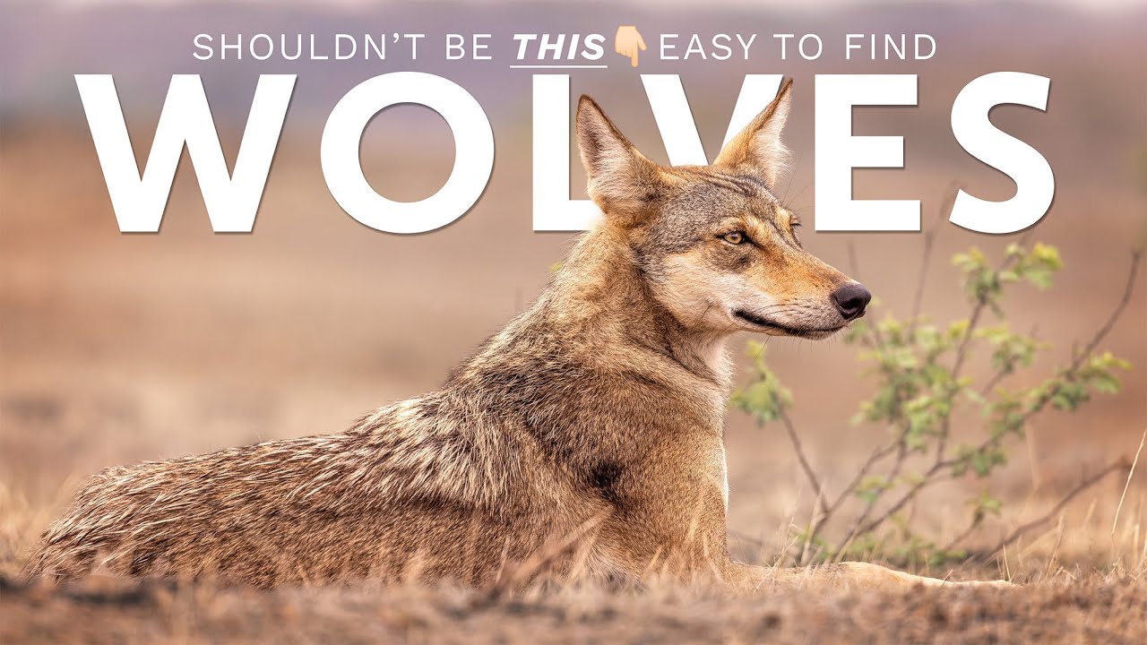 Wolves at Kadbanwadi, near Pune - YouTube