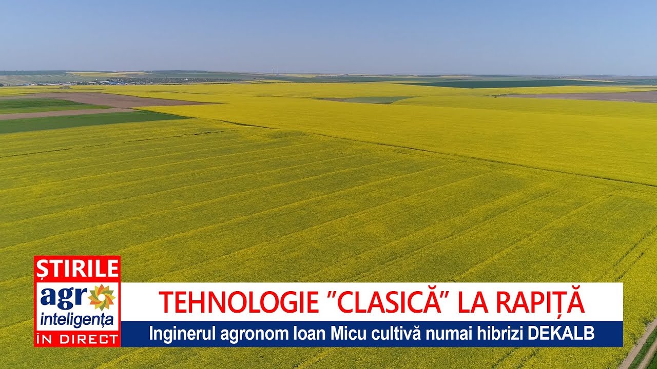 Tehnologia ”clasică” la rapița ing. Ioan Micu din comuna Horia ...