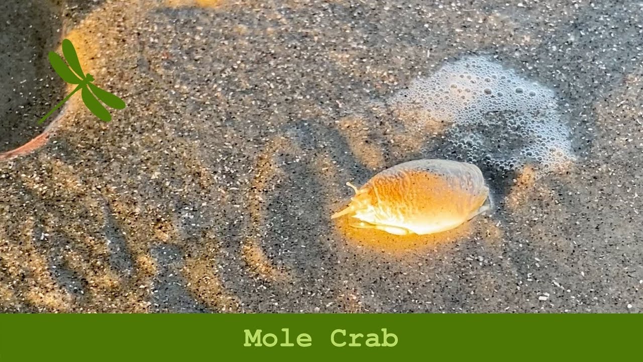 Mole Crab - YouTube
