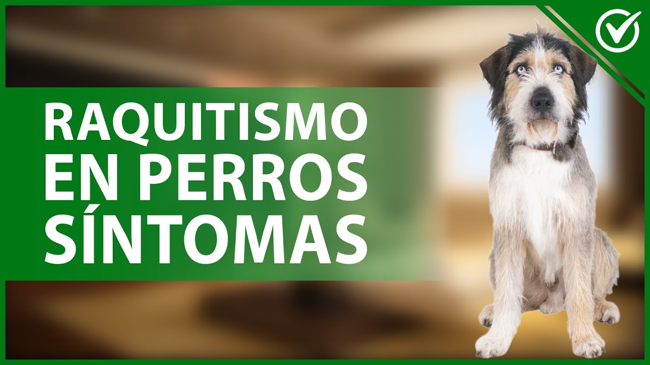 🐩 RAQUITISMO en PERROS: Causas, síntomas, diagnóstico y tratamiento 😓🐩 ...