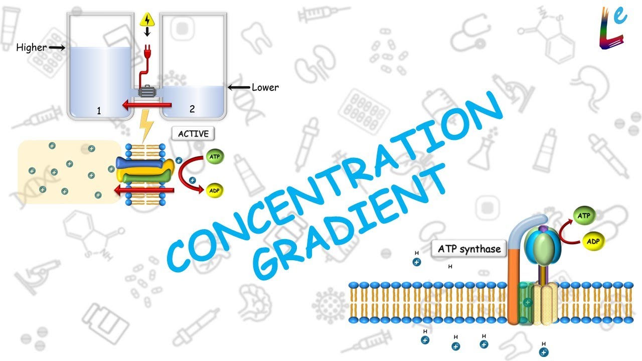 Passage of drugs across the plasma membrane - Part 8: concentration ...