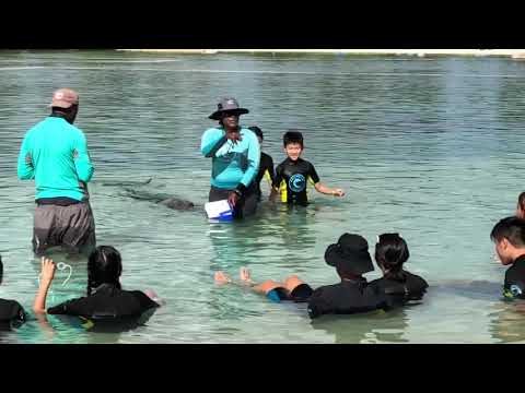Dolphin Cay - Dolphin in shallow water interaction at Atlantis Resort, Bahamas