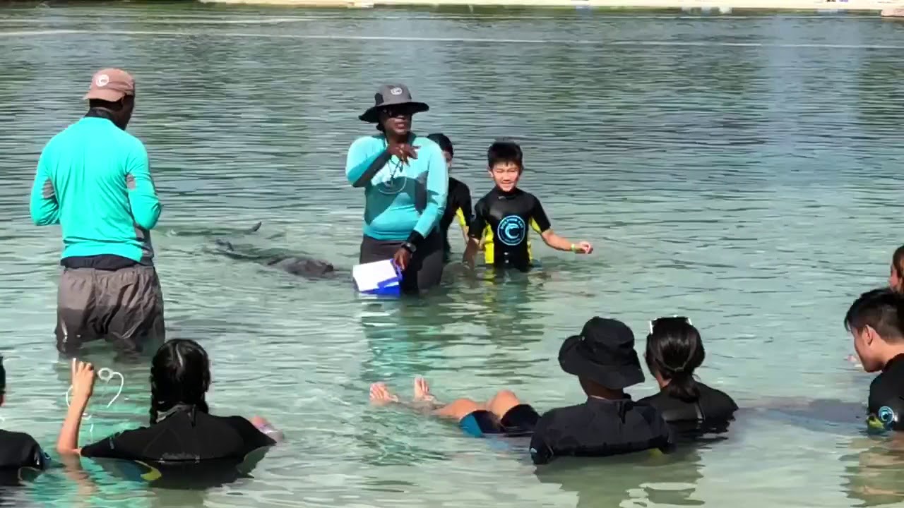 Dolphin Cay - Dolphin in shallow water interaction at Atlantis Resort ...