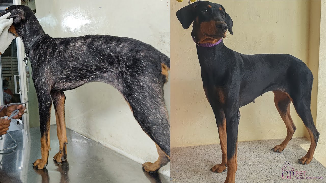 Demodex canis in Doberman - YouTube