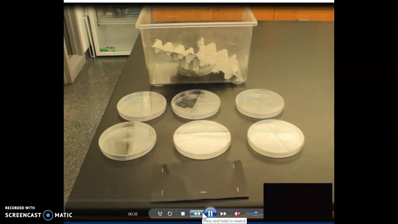 University of New England Bio 105: Cricket Lab Setup - YouTube
