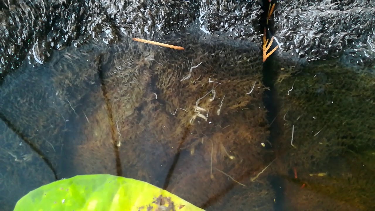 Strange creatures in a pond, what is it? Estranhas criaturas numa poça ...