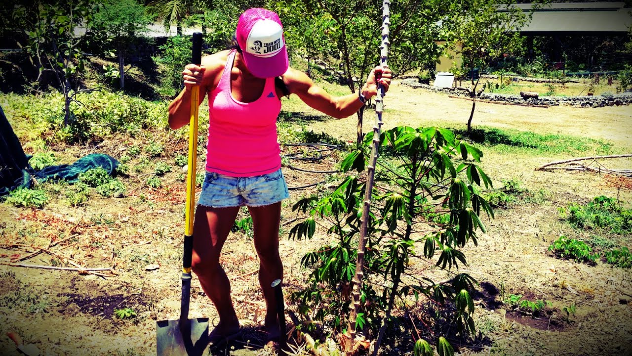 How To Grow Cassava / Yuca / Tapioca - YouTube
