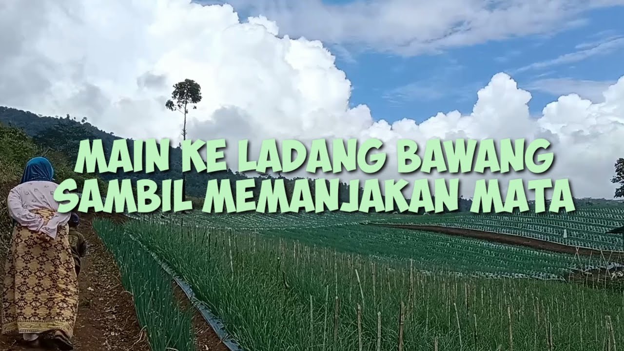 Ladang Bawang Di Atas Bukit dengan Pemandangan yang Menakjubkan.. - YouTube