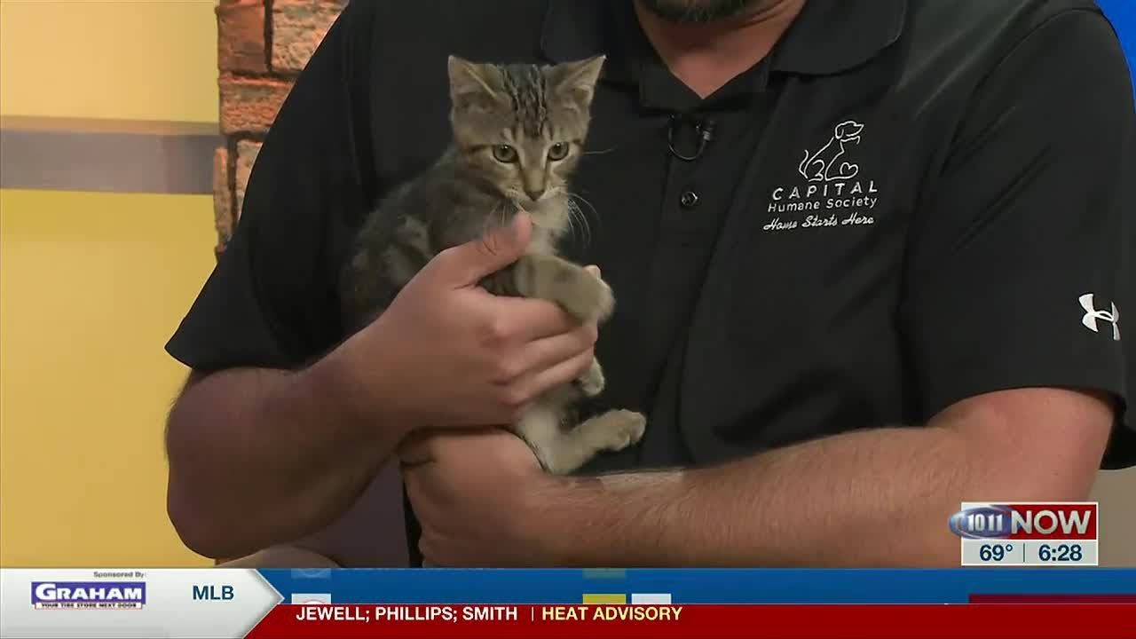 10/11 This Morning Featured Pet: Meet Kirby - YouTube