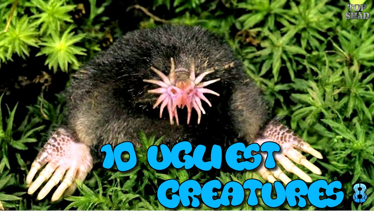 10 Ugliest Creatures - YouTube