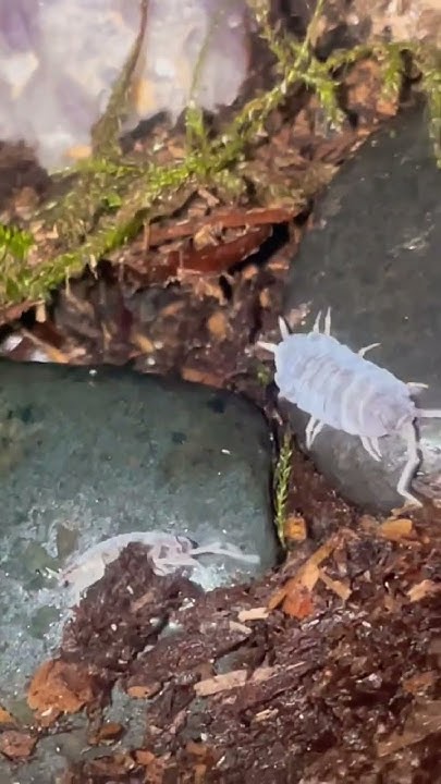 Little bug friends #bioactive #tik #weird #bugs #insect #isopods # ...