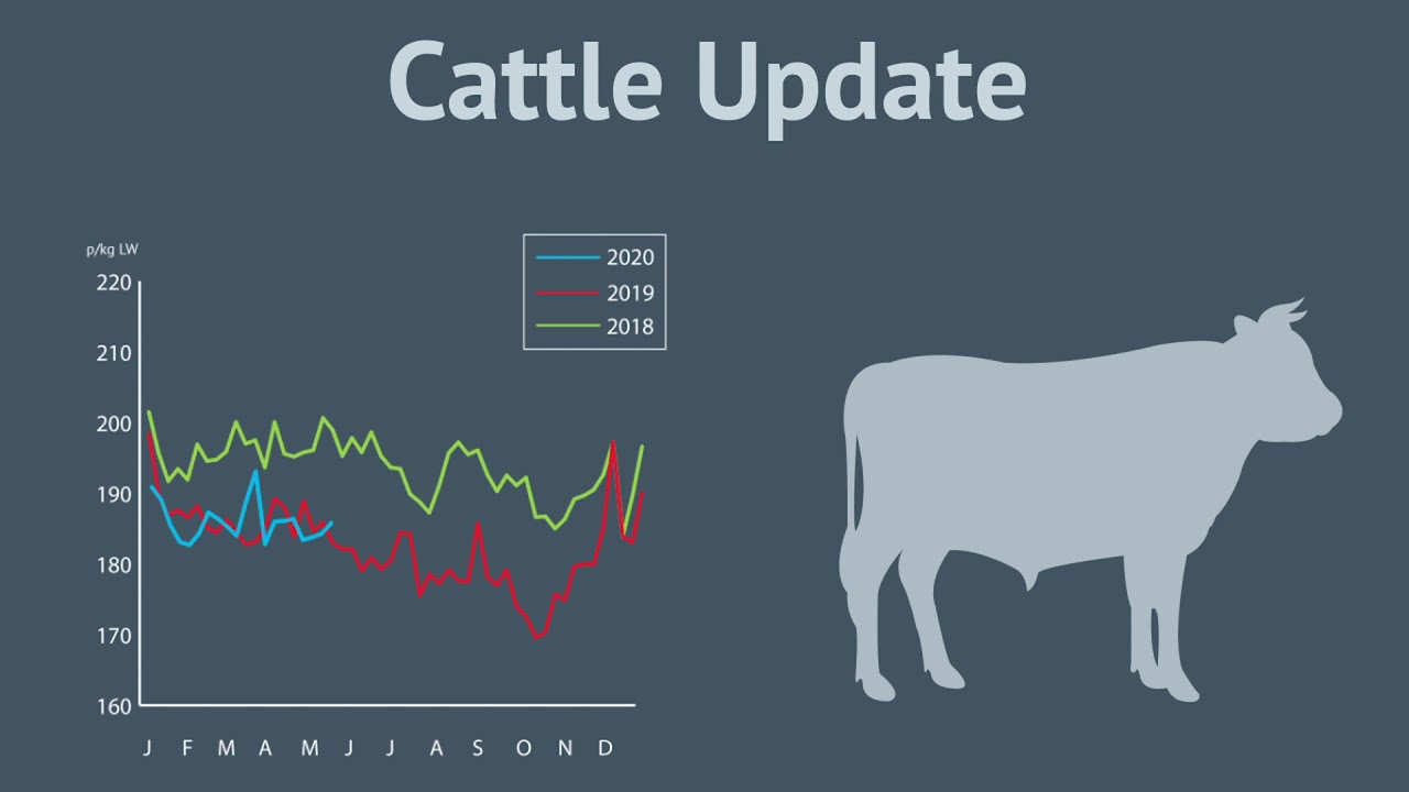 HCC's Market Bulletin - Cattle Update - May 2020 - YouTube