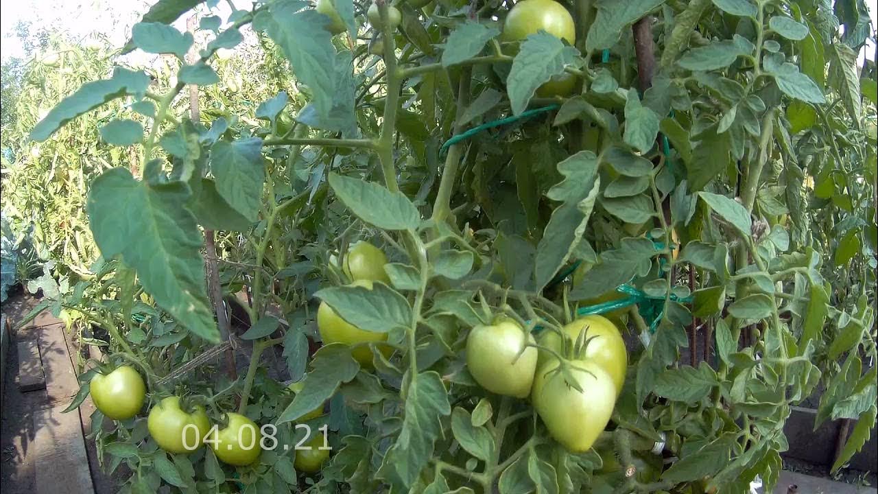 Томат Малиновая империя F1. 2021 - YouTube
