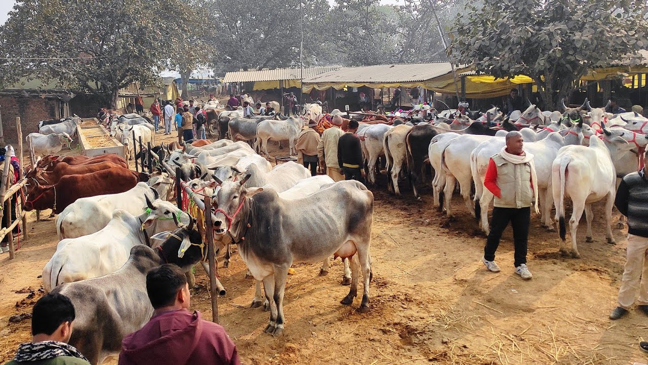 CHAUSA PASHU MELA SHORT TOUR ️ ️|BUXAR, BIHAR | COW MARKET| BIHAR COW ...