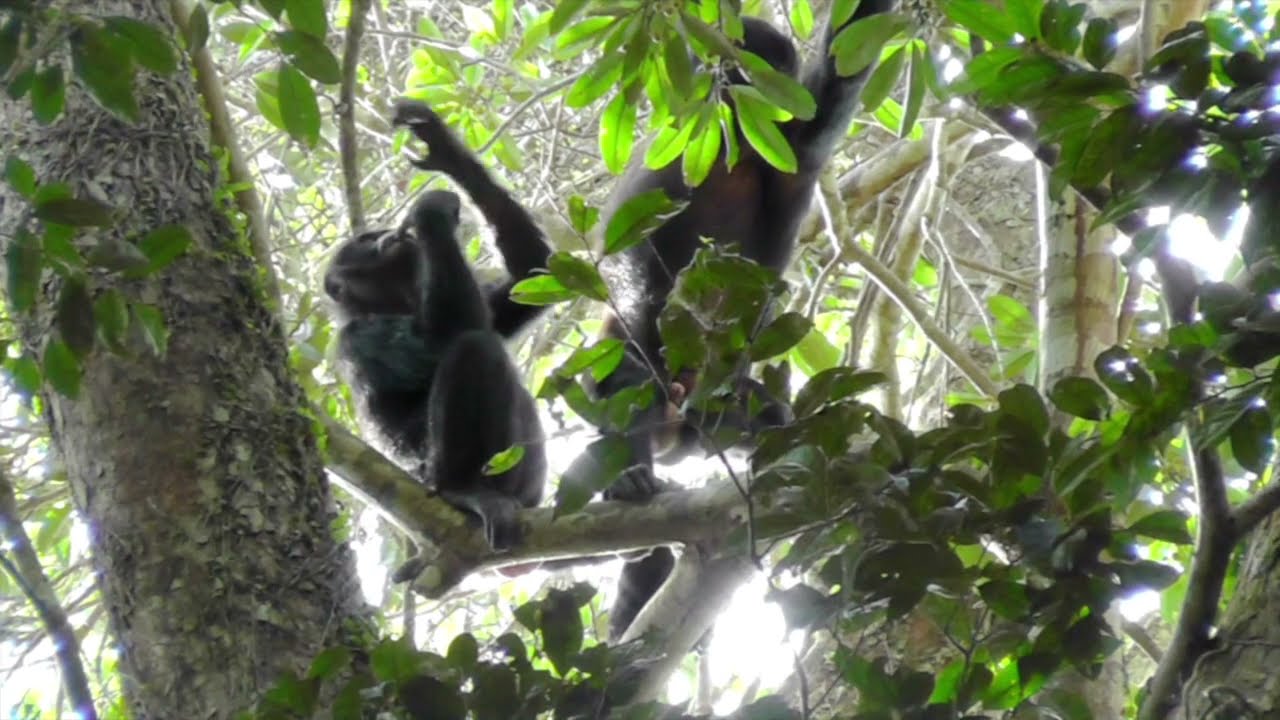Bonobo gesture - Beckon (Example 1) - YouTube