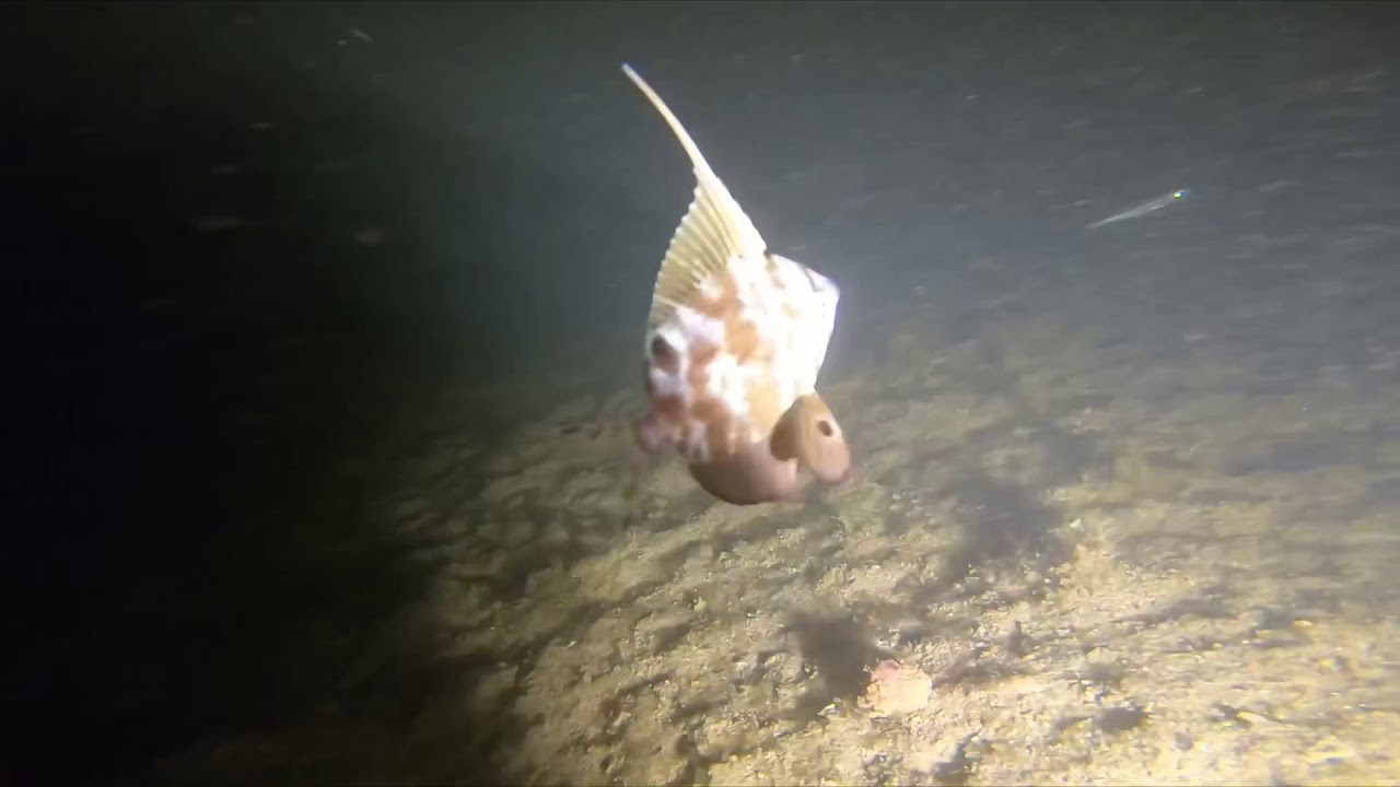 Diving bicton baths Swan river - YouTube