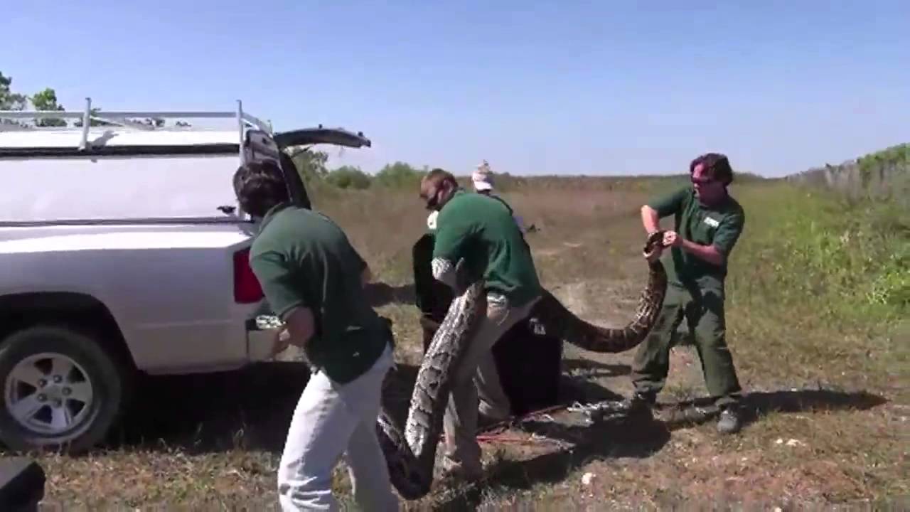 Video of record-breaking Burmese python in Everglades National Park ...