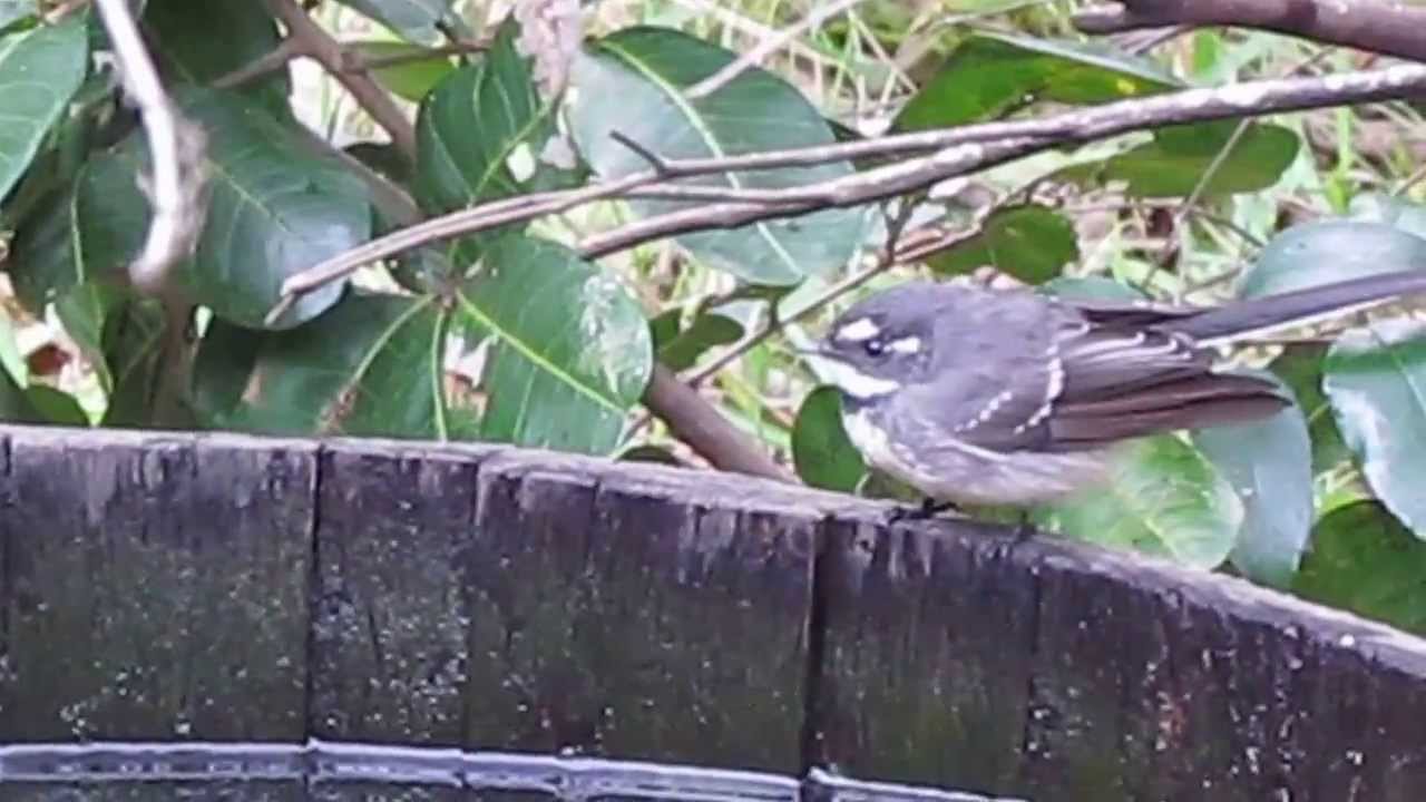 Grey fantail - showing off its fan tail to perfection - YouTube