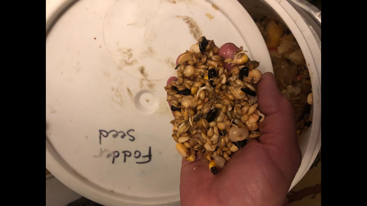 How to make Fodder for Pigs and Chickens - YouTube