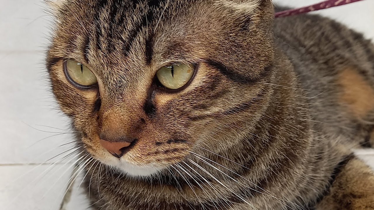 Bao Bao and Ndut is live!Bao Bao Berjemur Lagi - YouTube