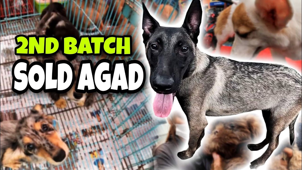 GROTTO ANIMAL MARKET | LATEST UPDATE - YouTube