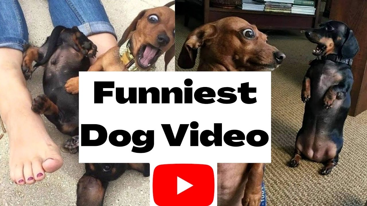 Funniest Dog ever - YouTube