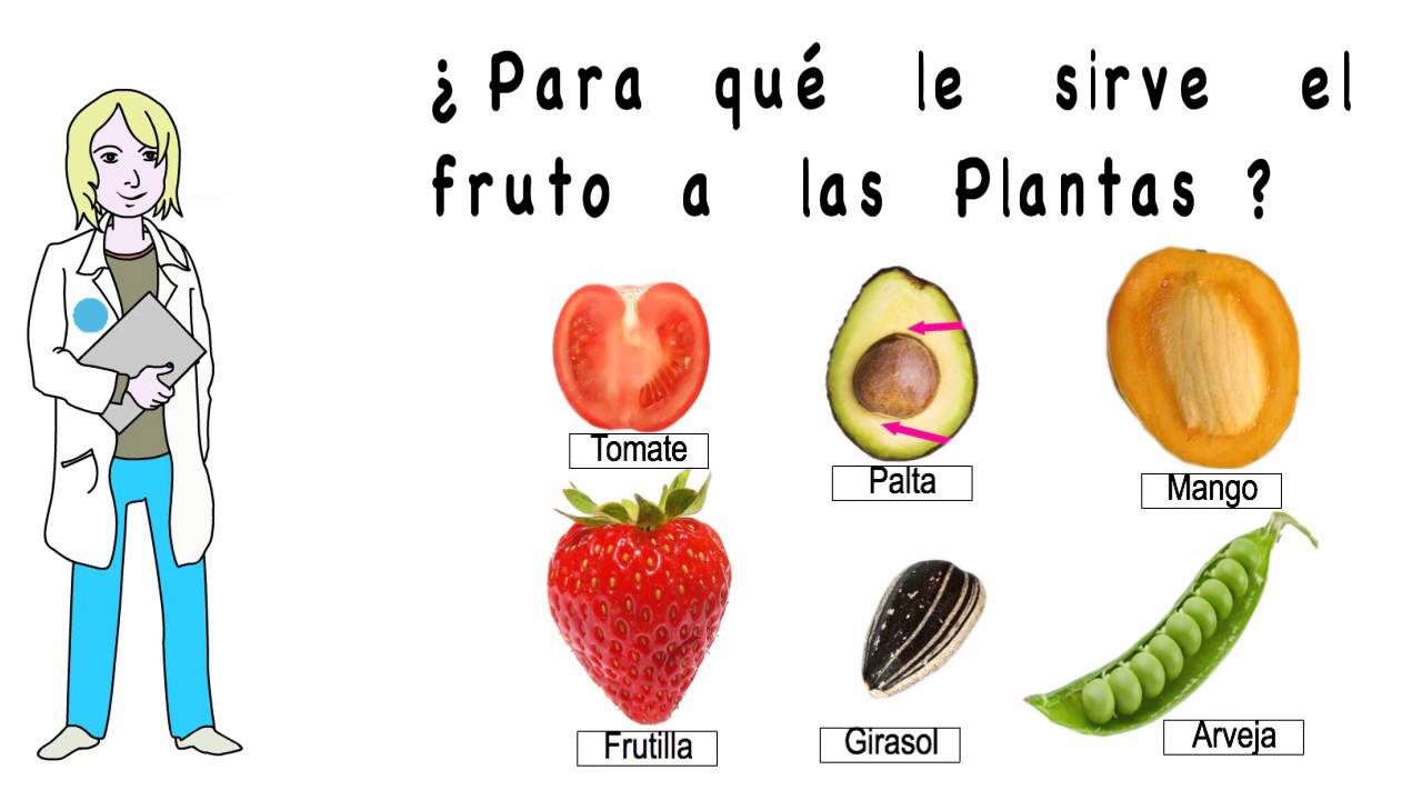 Clasificación De Frutos Y Semillas. – JUGO