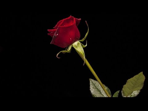 Velayet Nurunu Bu Aleme Saç / İnsanlık Hz.Hüseyin'in Aşkına Muhtaç - Ali Bektaş