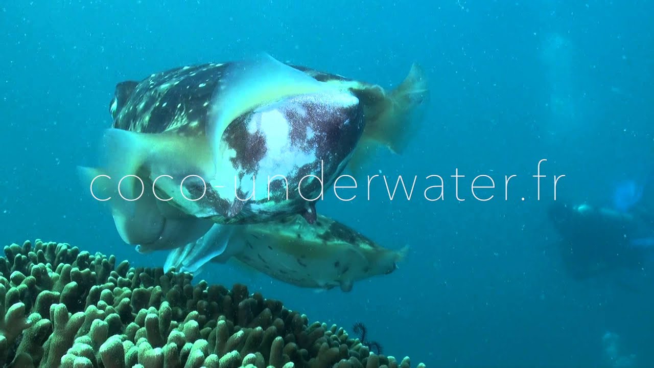 Seiche géante - YouTube