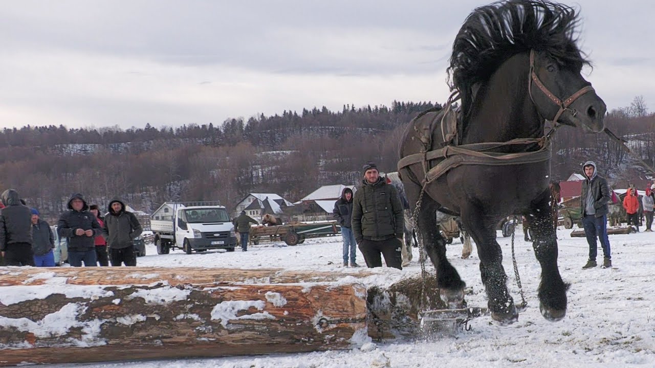 Cai probe de tracțiune 2023 Marginea-Suceava 2023 - YouTube