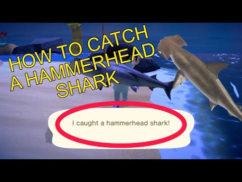 How To Catch a Hammerhead Shark in ACNH - YouTube