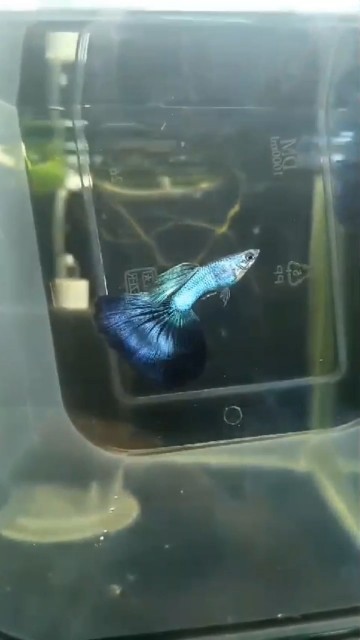 Guppy Singa Blue Tail - YouTube