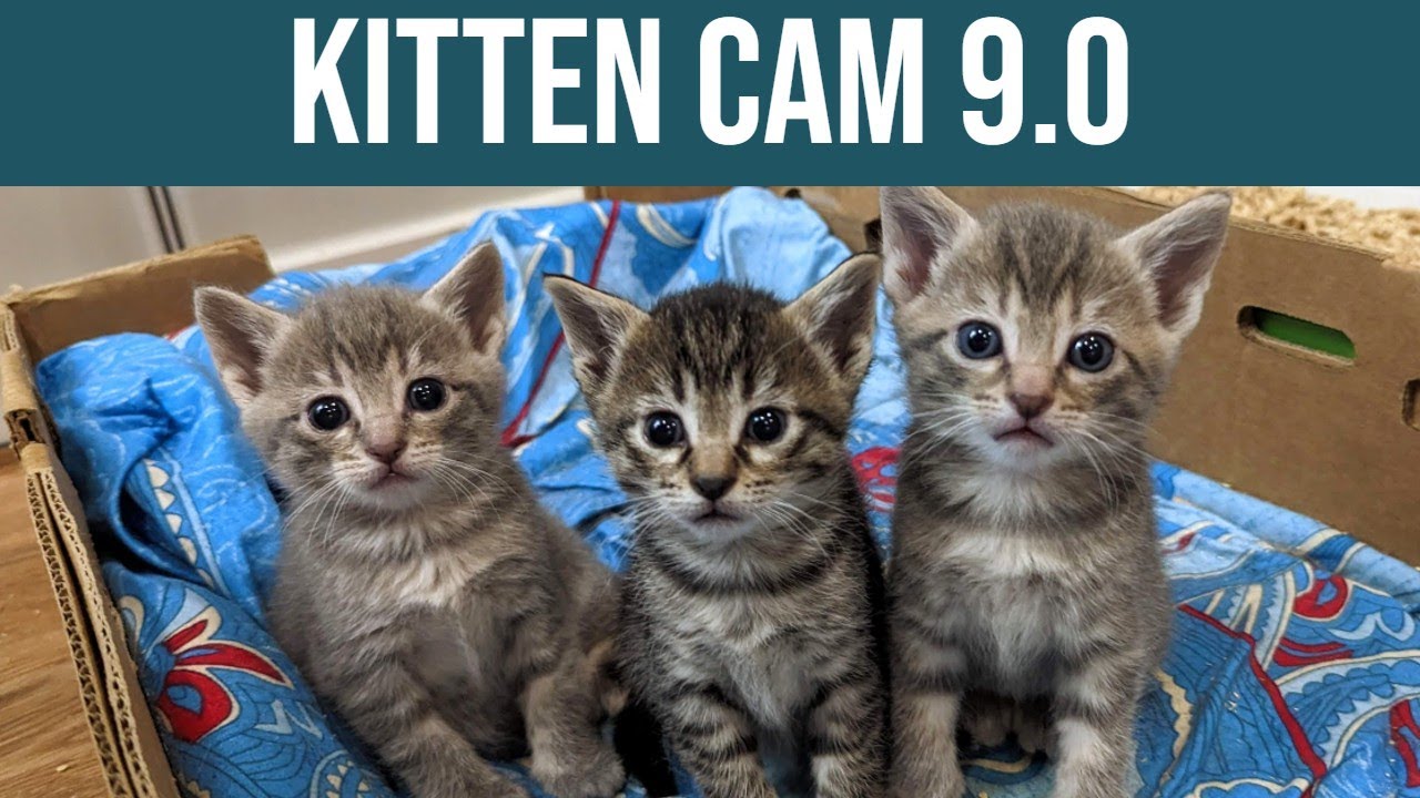 Kitten Cam 9.0 - Night 39 - Ladybug and her 4 cute kittens - YouTube
