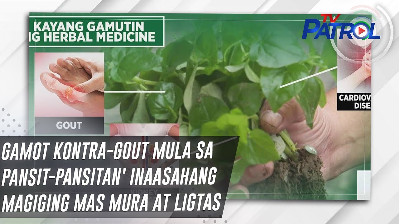 Gamot kontra-gout mula sa 'pansit-pansitan' inaasahang magiging mas ...
