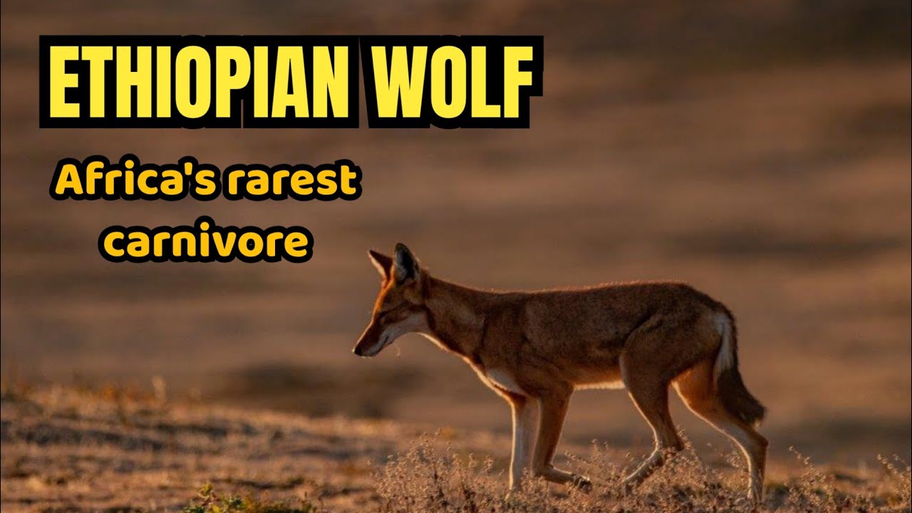 Ethiopian wolf (Canis semensis): Africa's rarest carnivore - YouTube