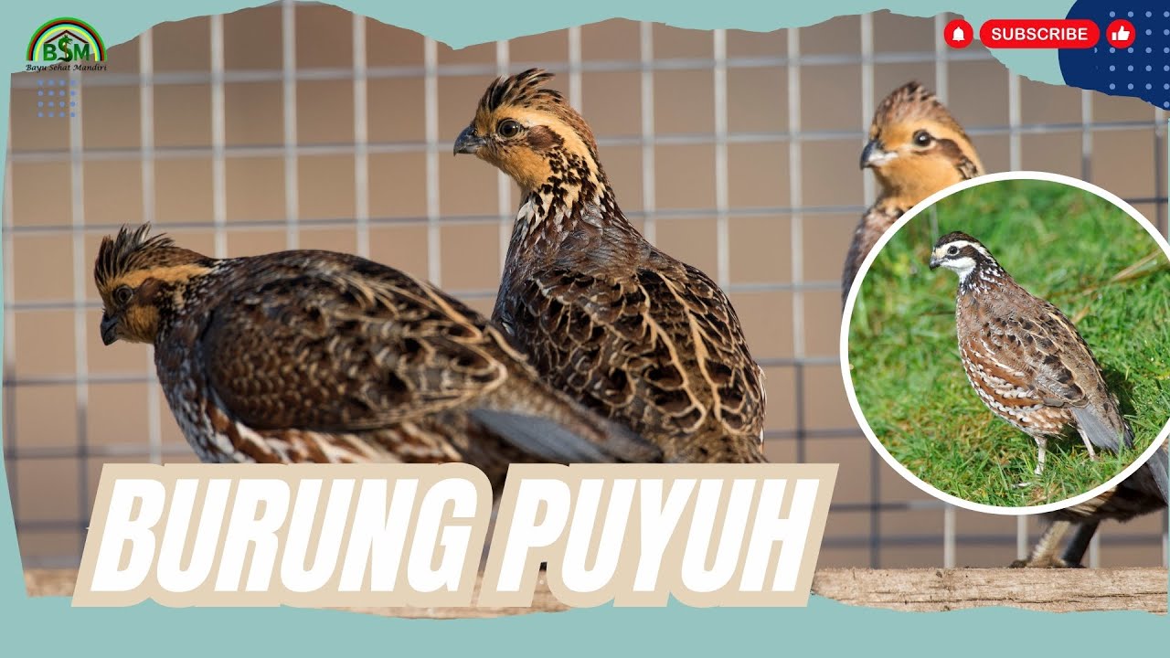 PETERNAKAN BURUNG PUYUH TER INTEGRASI - YouTube