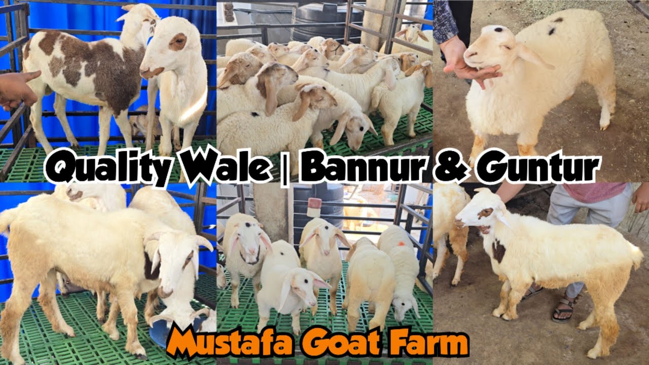 Pure Quality Guntur Bannur Mende | Cute Bannur Sheep Available ...