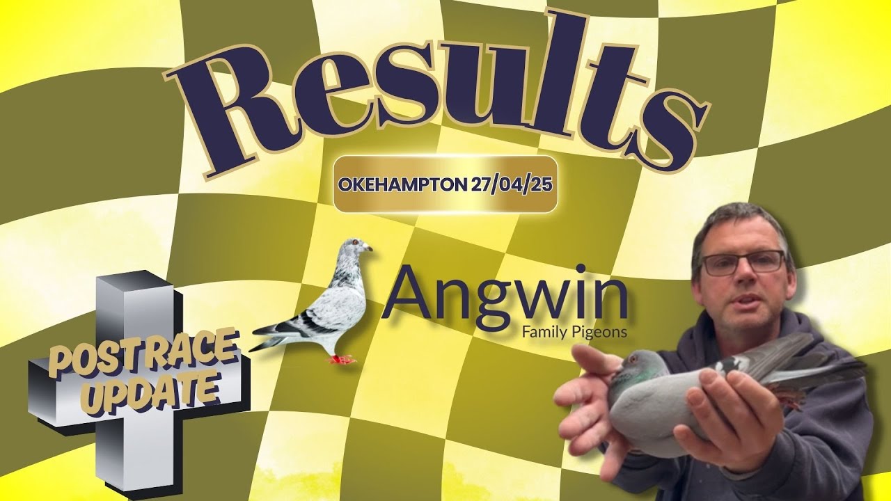 Racing Pigeon Race Results - Angwin Family Pigeons - Pigeon Racing ...